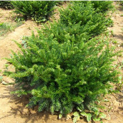 (10-Qt) Densiformis Yew Pot - Southwestern Gardening - Sam's Club