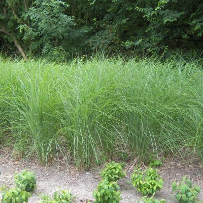 GRASS ORNAMENTAL 3 GAL. POT - Sam's Club