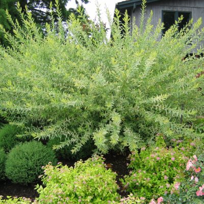 (10-Qt) Dappled Willow Pot - Northeast Gardening - Sam's Club