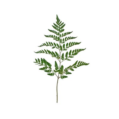 Click here for Members Mark Leather Leaf (10 bunches) prices