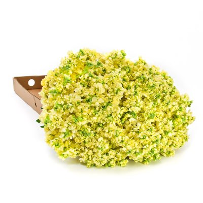 Click here for Members Mark Stock  100 Stems (Yellow):- Yellow prices