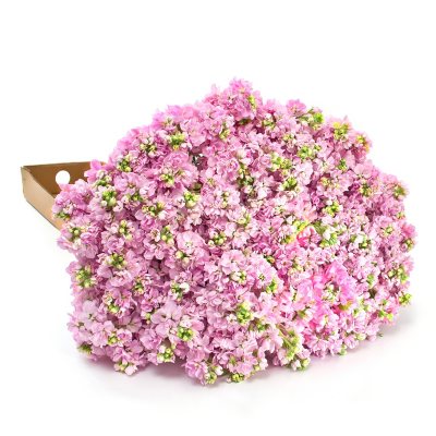 Click here for Members Mark Stock  100 Stems (Pink):- Pink prices