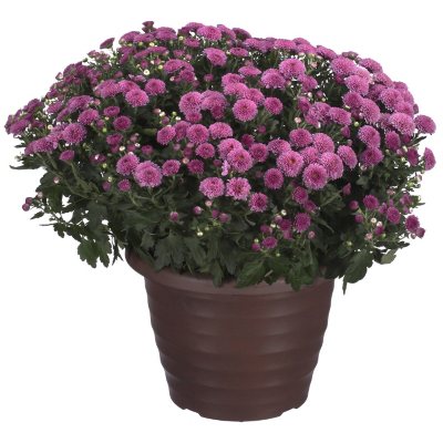 Large 14" Mum Planter - Sam's Club
