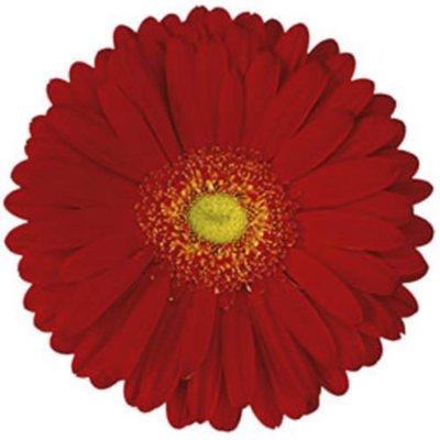 Gerbera - 100 Stems - Sam's Club
