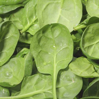 Spinach Kit - 19 oz. - Sam's Club