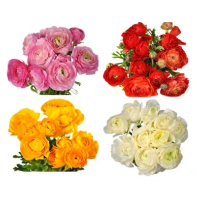 Ranunculus - Assorted Colors - 80 Stems - Sam's Club