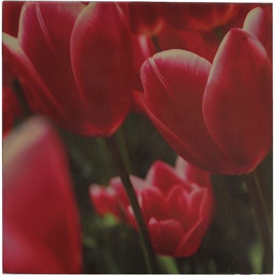 RED TULIPS PTM WALL ART - Sam's Club