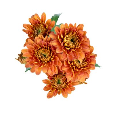 Cushion Poms, Bronze (80 stems) - Sam's Club