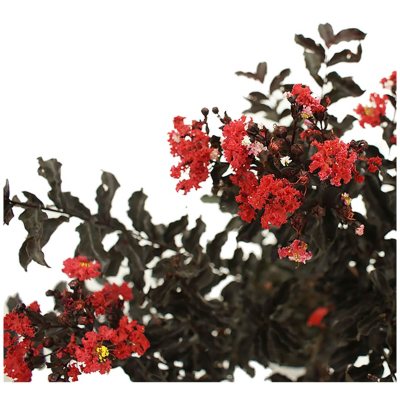 Click here for Red Hot Black Diamond Crape Myrtle prices