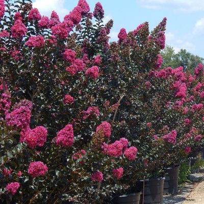 Click here for Plum Magic Crape Myrtle prices