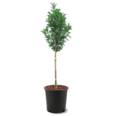 Click here for Santa Rosa Plum Tree #5 Pot prices