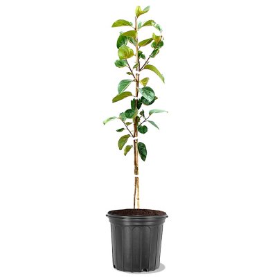 Click here for Fuyugaki Persimmon Tree #5 Pot prices