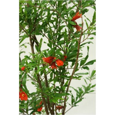 Russian Pomegranate Tree - Sam's Club