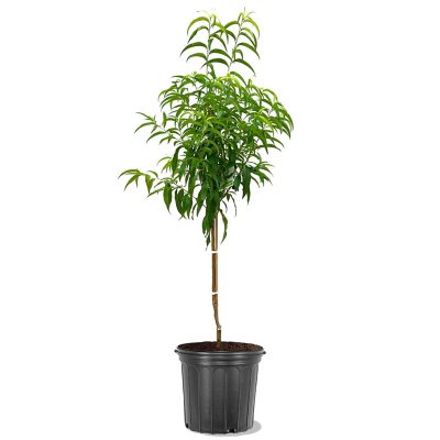 Click here for Flordaking Peach Tree prices
