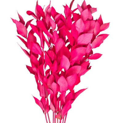 Painted Ruscus, Neon Hot Pink (120 stems) - Sam's Club