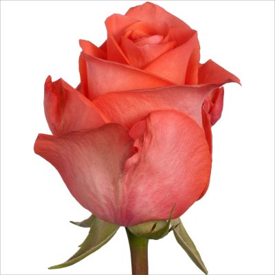 Roses, Wow (100 stems) - Sam's Club