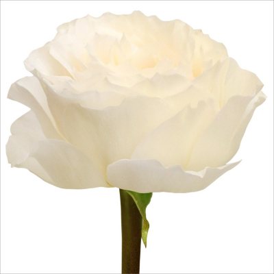 Garden Roses, White Cloud (36 stems) - Sam's Club