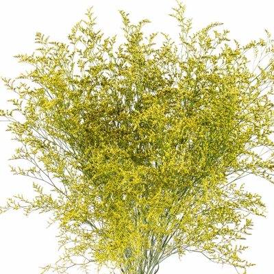Limonium, Tinted Yellow (15 bunches) - Sam's Club