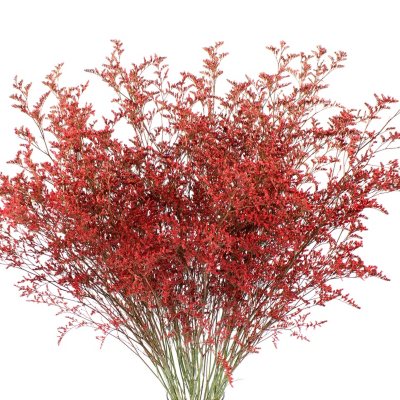Limonium, Tinted Red (15 bunches) - Sam's Club