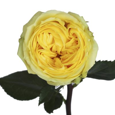 Garden Roses, Catalina (40 stems) - Sam's Club