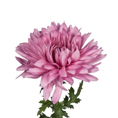 Click here for Members Mark Football Mums  Lavender (70 Stems):-... prices