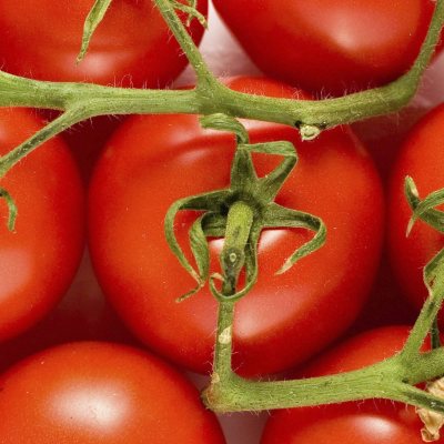 Fresh Campari Tomatoes - Sam's Club