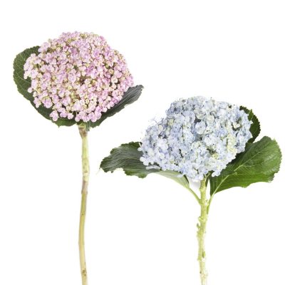 Popcorn Hydrangea, Assorted Colors (30 stems) - Sam's Club