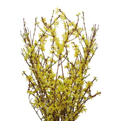 Forsythia Branches (40 stems) - Sam's Club