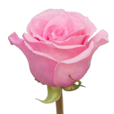 Roses, Martina Pink (50 or 100 stems) - Sam's Club