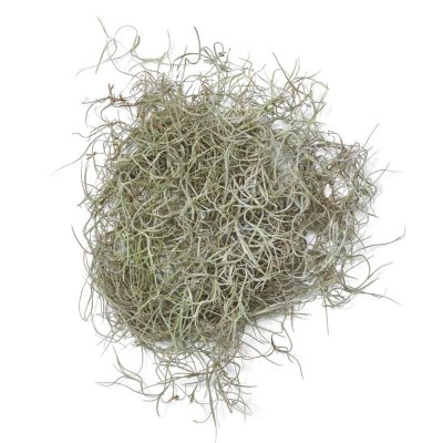 10# Spanish Moss Gardening & Plants Floral & Garden Crafts Home & Hobby ...