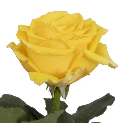 Super Sun, Yellow Roses (Choose 50 or 100 stems) - Sam's Club
