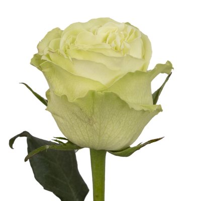 Wasabi, Green Roses (Choose 50 or 100 stems) - Sam's Club