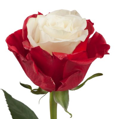 MRSHMLOW RED 125 RED PAINTED ROSES125 - Sam's Club