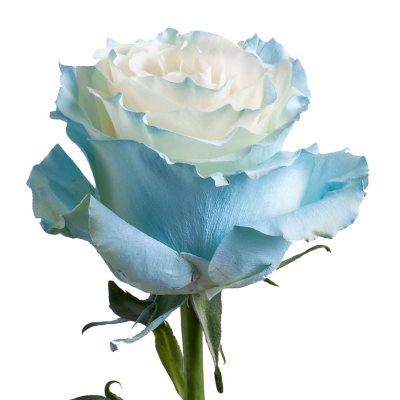 LIGHT BLUE 100 PAINTED ROSES 100 ST - Sam's Club
