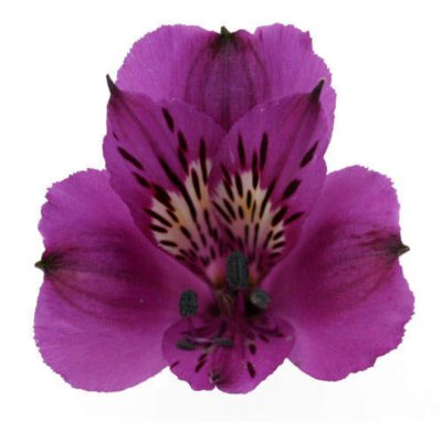Alstroemeria - Purple - 90 stems - Sam's Club