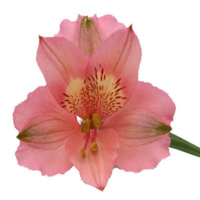 Alstroemeria - Pink - 90 stems - Sam's Club