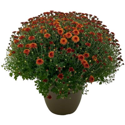 3.5G Mum Planter - Yellow - Sam's Club