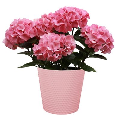 6.5" Planter with Blue Hydrangea - Sam's Club