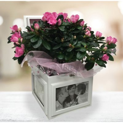 Azalea in Photo Box Chest - Sam's Club
