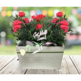 Get Well Soon! Crate of Pink Roses - Sam's Club