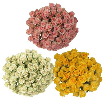 Spray Roses - 100+ Stems - Sam's Club