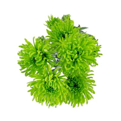 Button Poms, Green (Choose 80 or 100 stems) - Sam's Club