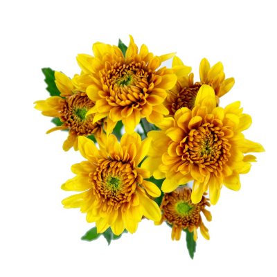 Cushion Poms, Fall Colors (100 stems) - Sam's Club