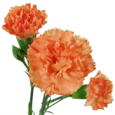 Mini Carnations - Orange - 150 Stems - Sam's Club