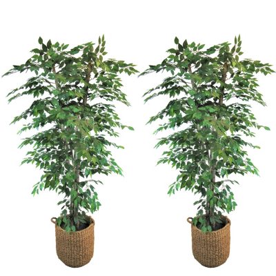 Click here for 2 Pack Ficus- 7.5 Ft. prices