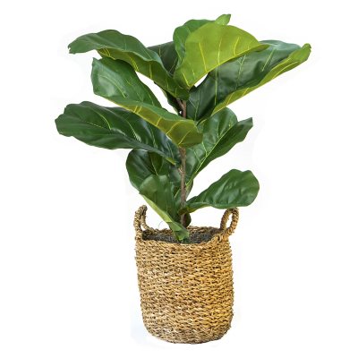 Click here for Faux 36 Fig in Handwoven Boho Basket prices