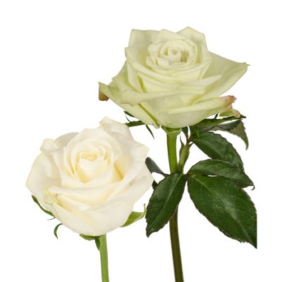 Roses - Green & White - 125 Stems. - Sam's Club