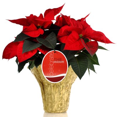 POINSETTIA GIFT ITEM 6 INCH POT - Sam's Club