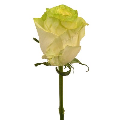 Click here for Members Mark Illusion 50cm Roses  96 Stems (Green)... prices