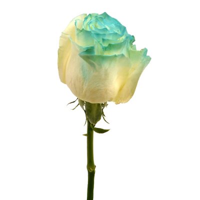 Click here for Members Mark Illusion 50cm Roses  96 Stems (Aqua):... prices